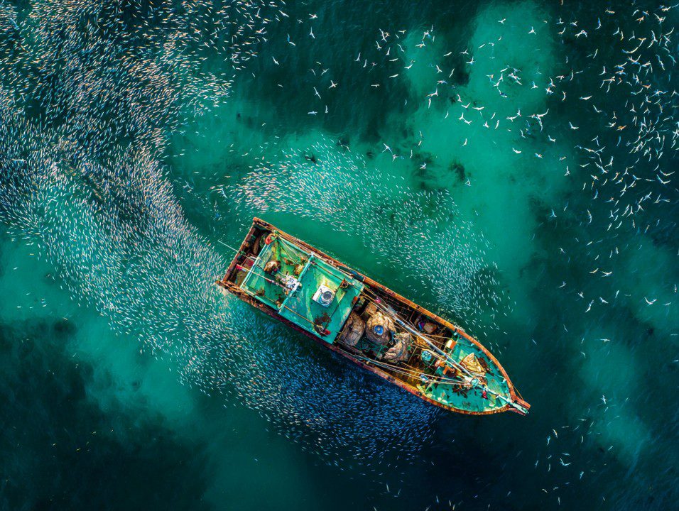 Free Fishing Google Slides and PowerPoint Templates - PresentationGO